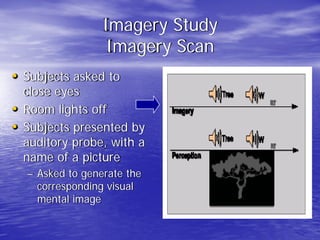 Brain Imaging & Imagining Final | PDF