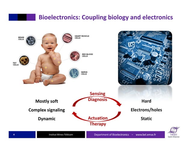 Interfacing with the brain using organic electronics | PPT