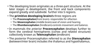 Brain Introduction. Introduction to brain. Neuropsychology | PPTX