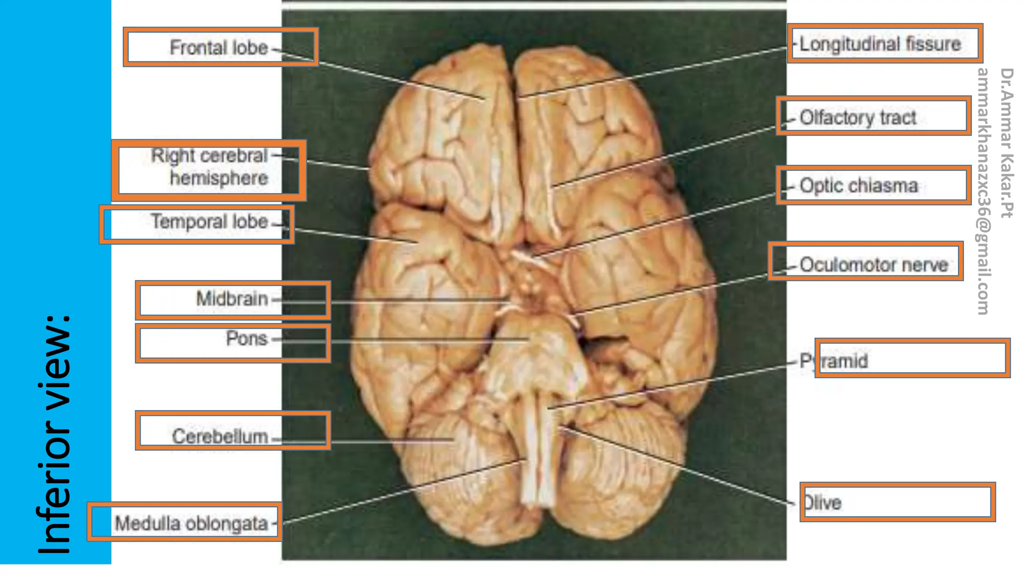 brain labelling neuroanatomy(introduction to neuroanatomy).pptx