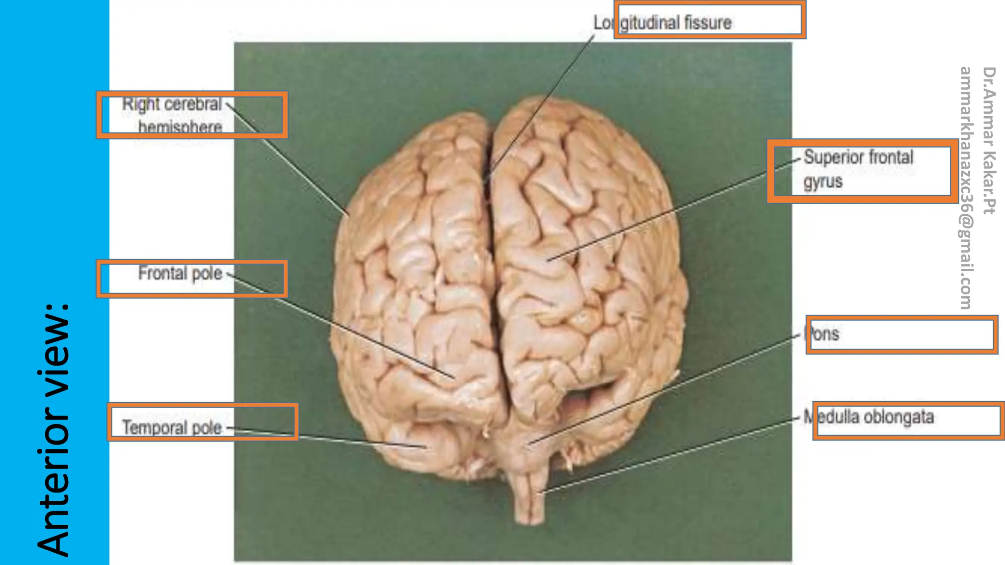brain labelling neuroanatomy(introduction to neuroanatomy).pptx