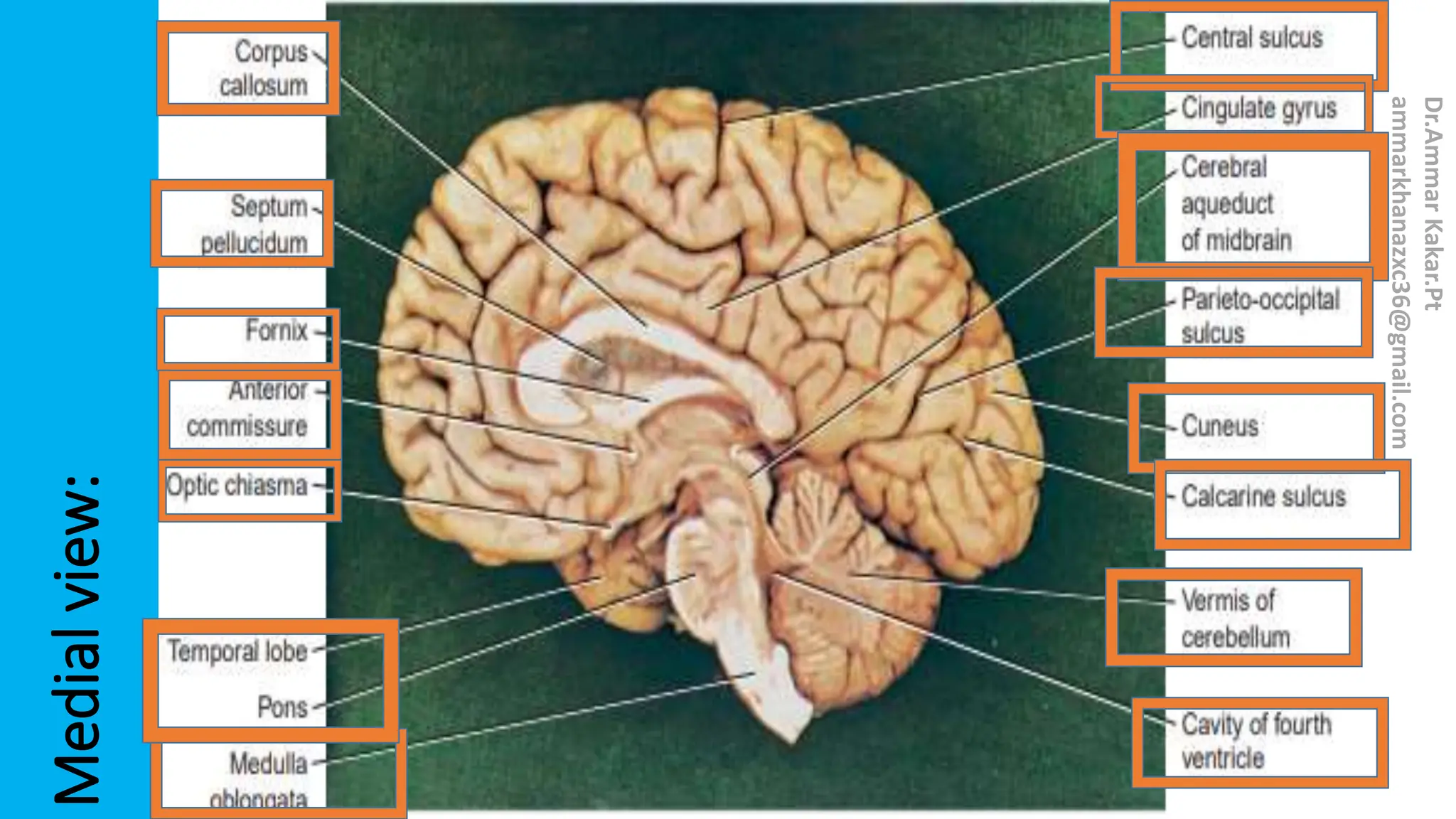 brain labelling neuroanatomy(introduction to neuroanatomy).pptx
