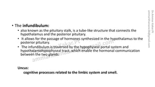brain labelling neuroanatomy(introduction to neuroanatomy).pptx
