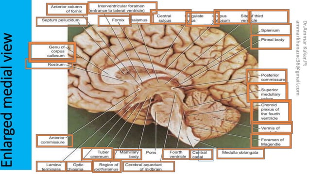 brain labelling neuroanatomy(introduction to neuroanatomy).pptx