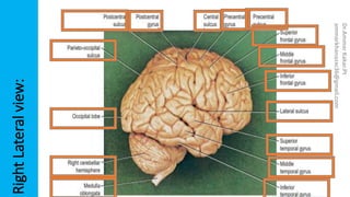 brain labelling neuroanatomy(introduction to neuroanatomy).pptx