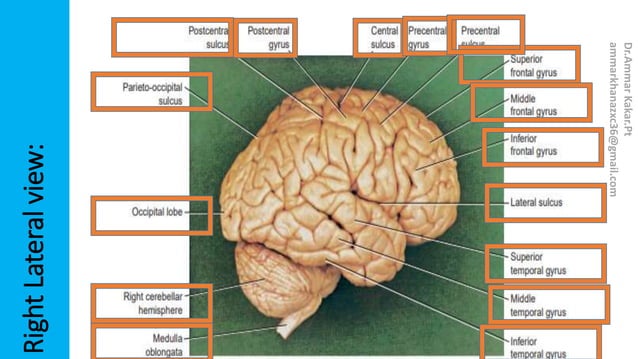 brain labelling neuroanatomy(introduction to neuroanatomy).pptx
