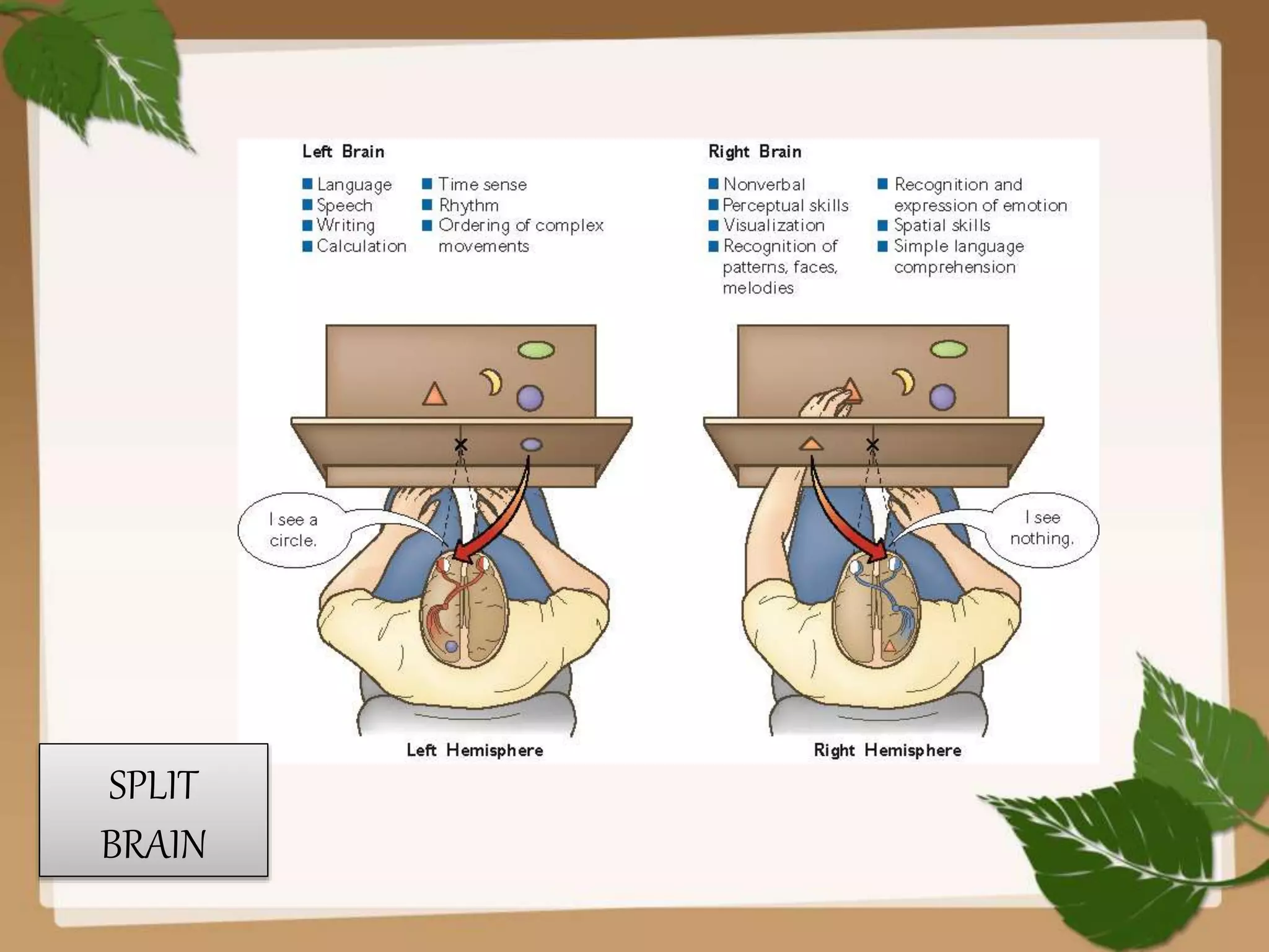 Brain lateralization | PPTX