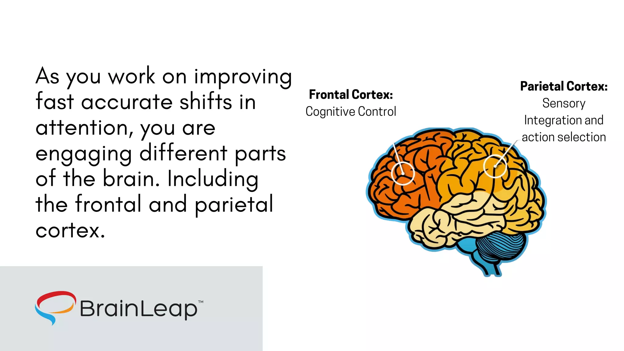 The Neuroscience of Attention Training | PPT