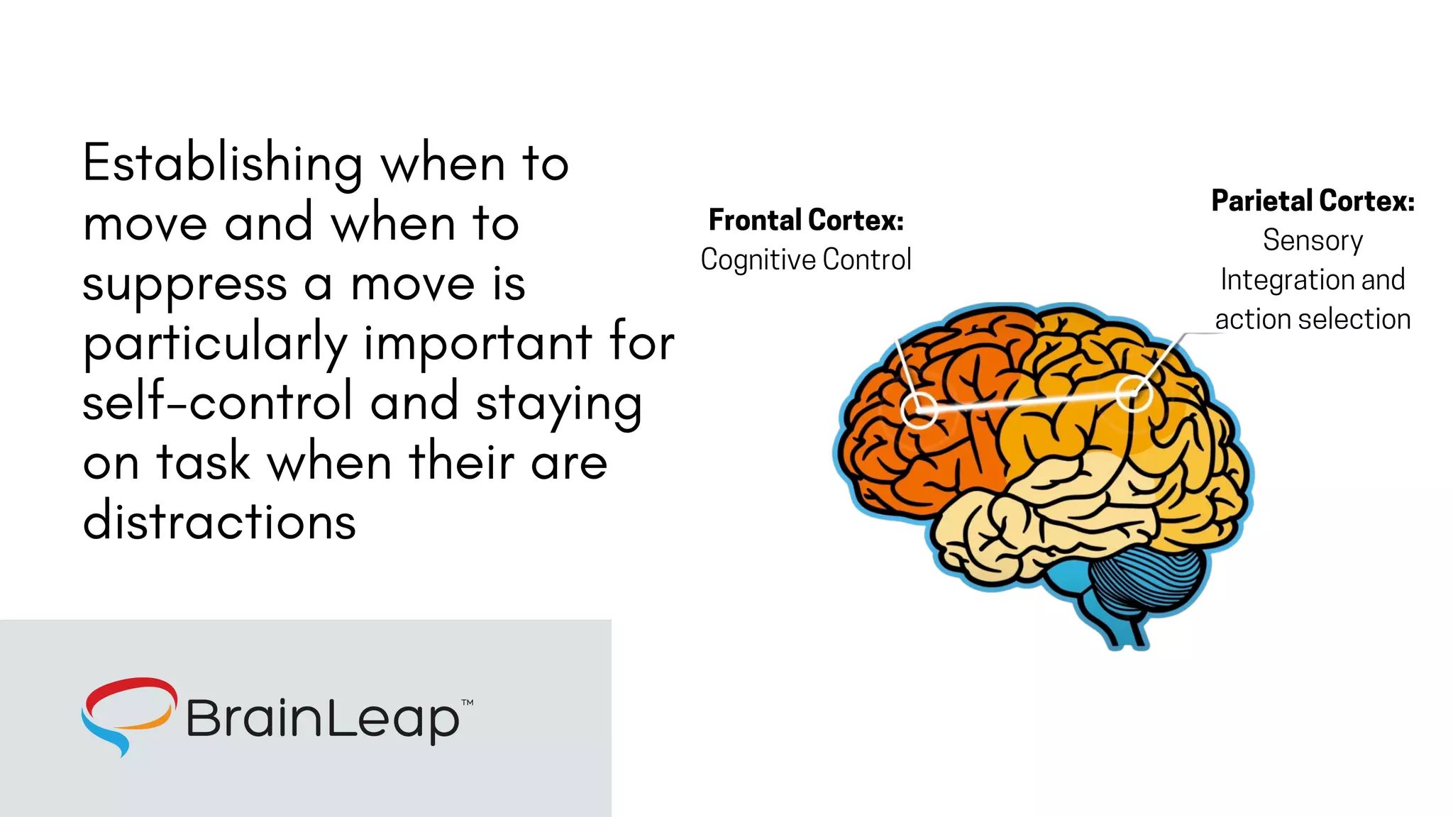 The Neuroscience of Attention Training | PDF