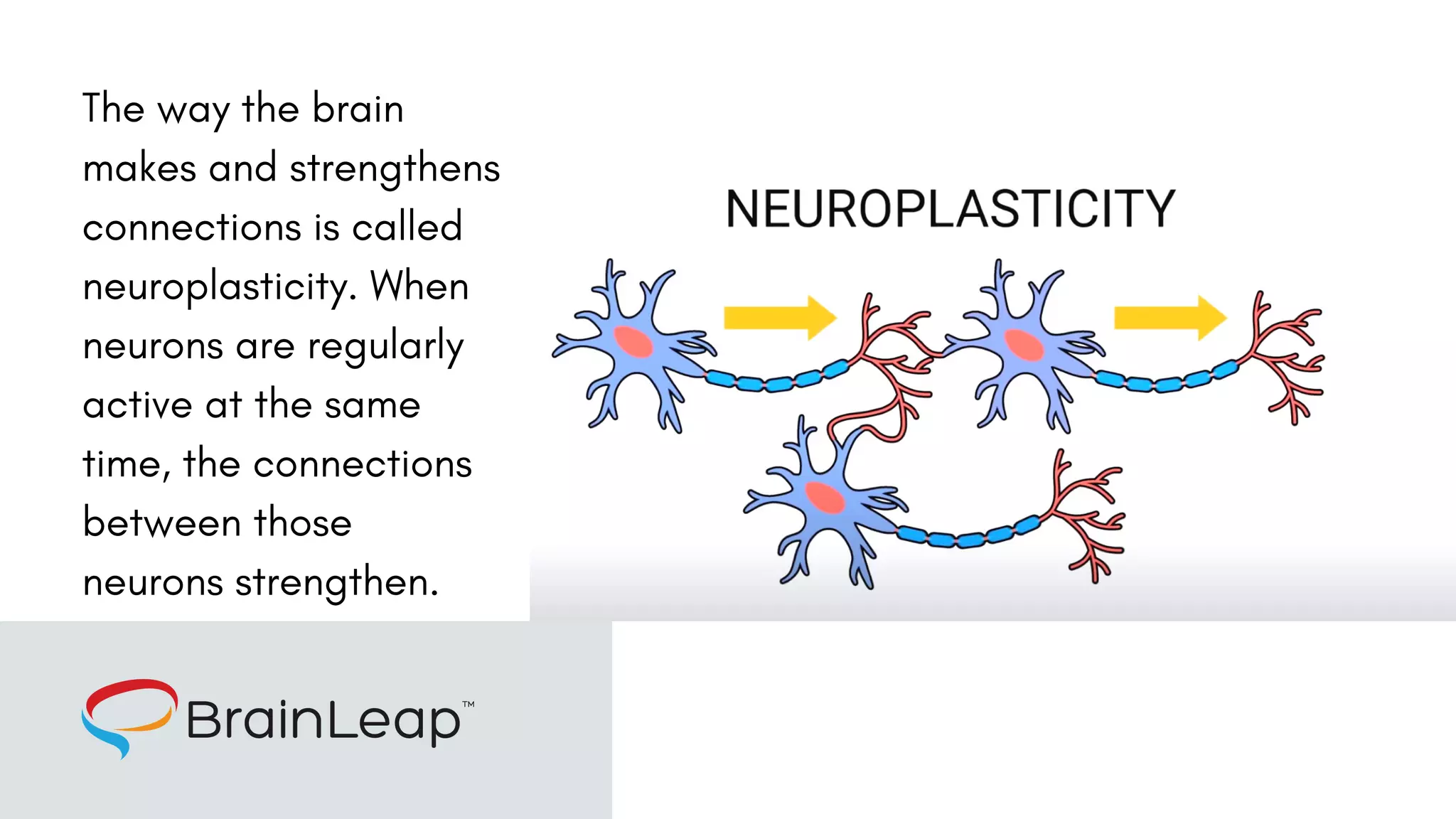 The Neuroscience of Attention Training | PPT