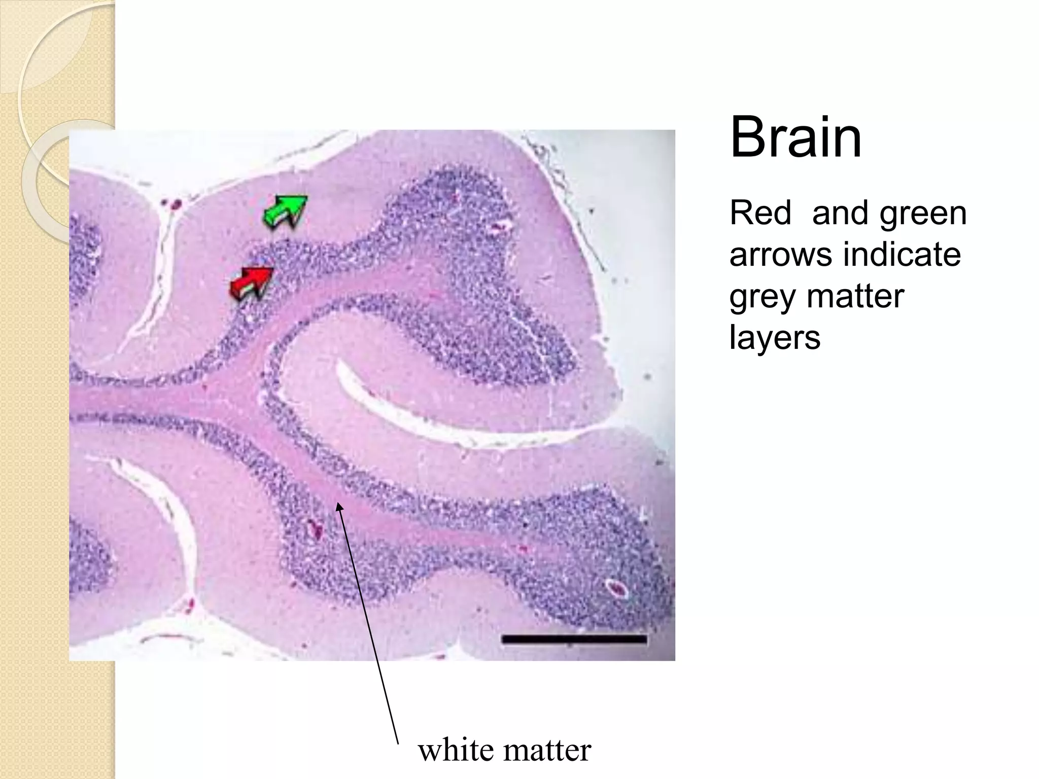 Brain lipids - g j | PPTX