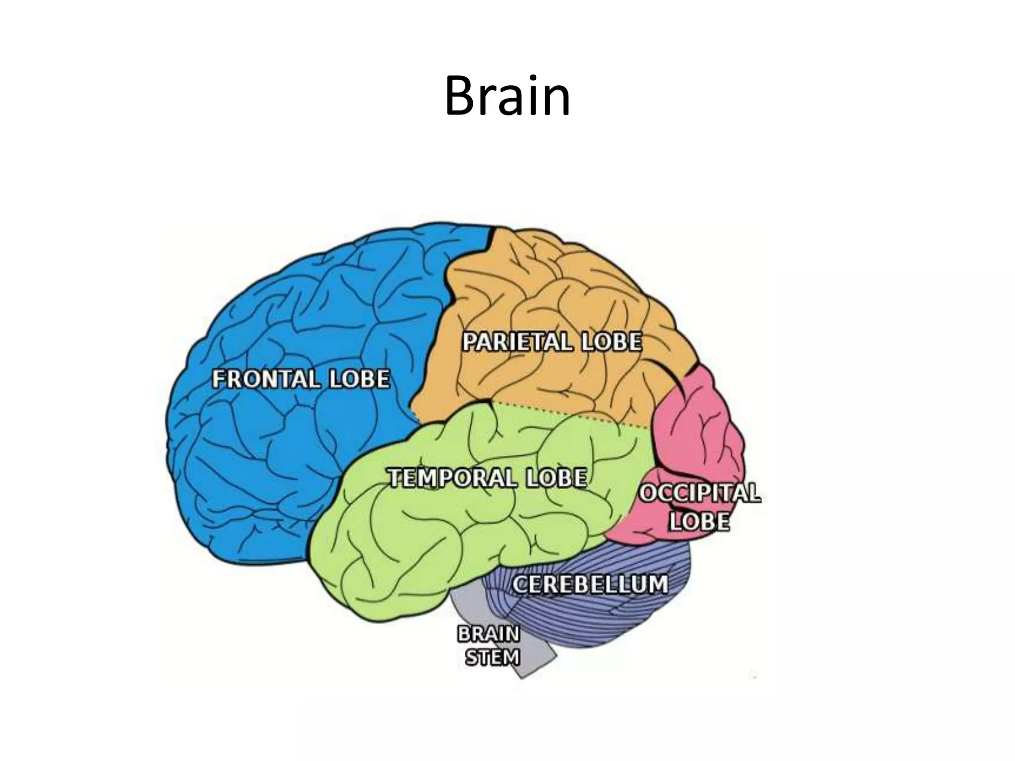 Functions Of The Brain Lobes