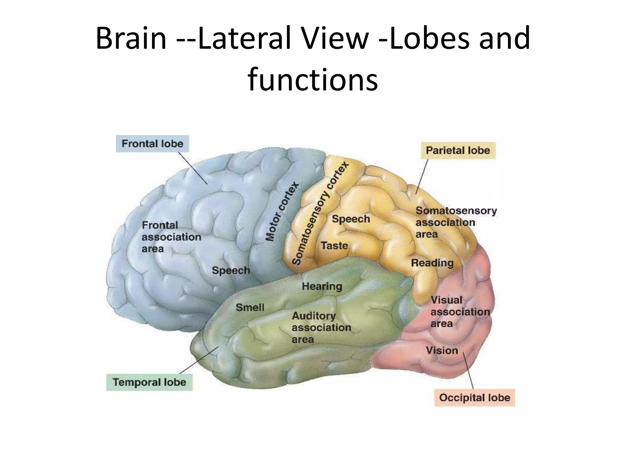 Functions Of The Brain Lobes