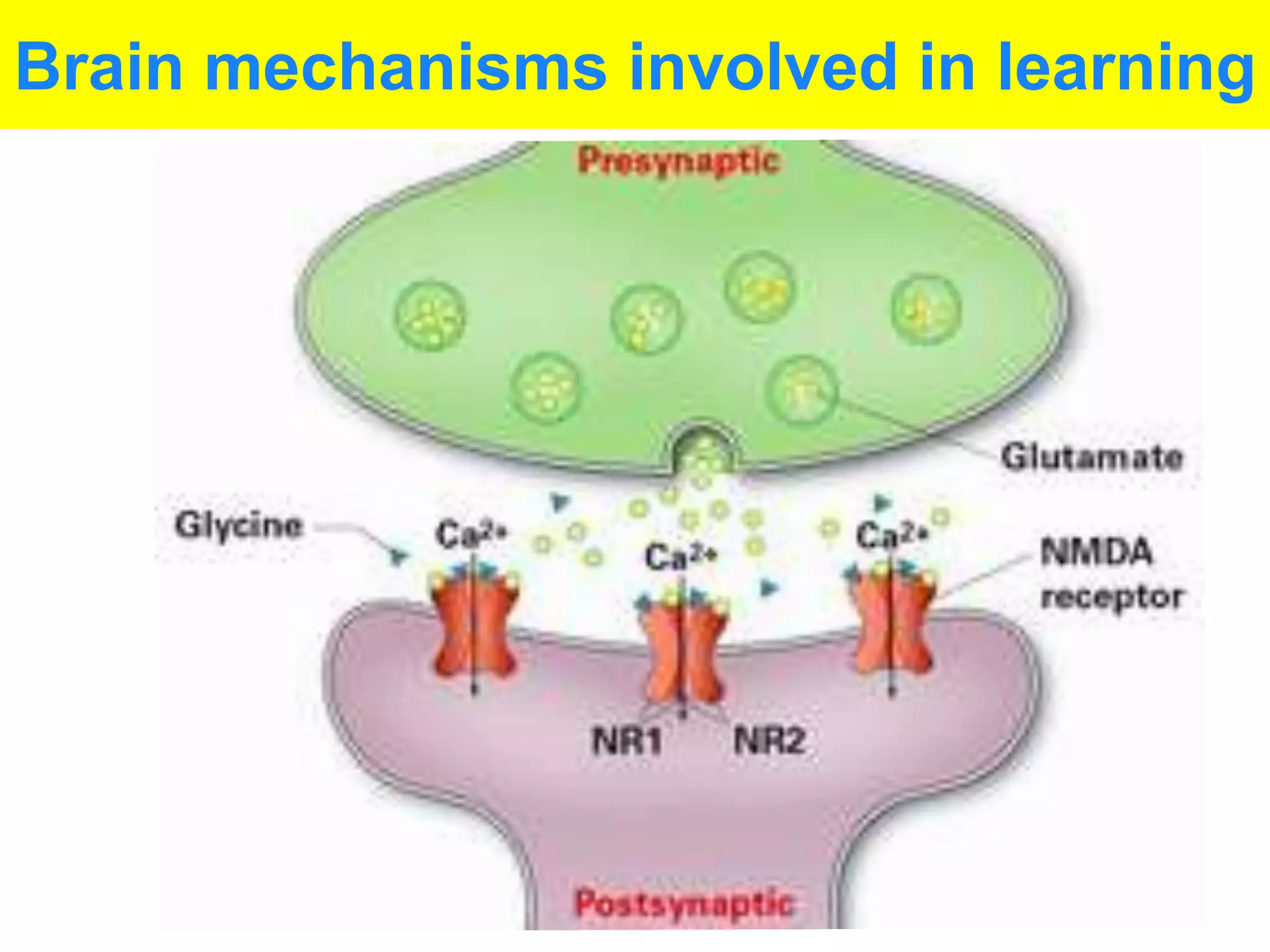 VCE U4 Psychology - Brain mechanisms involved in learning | PPTX