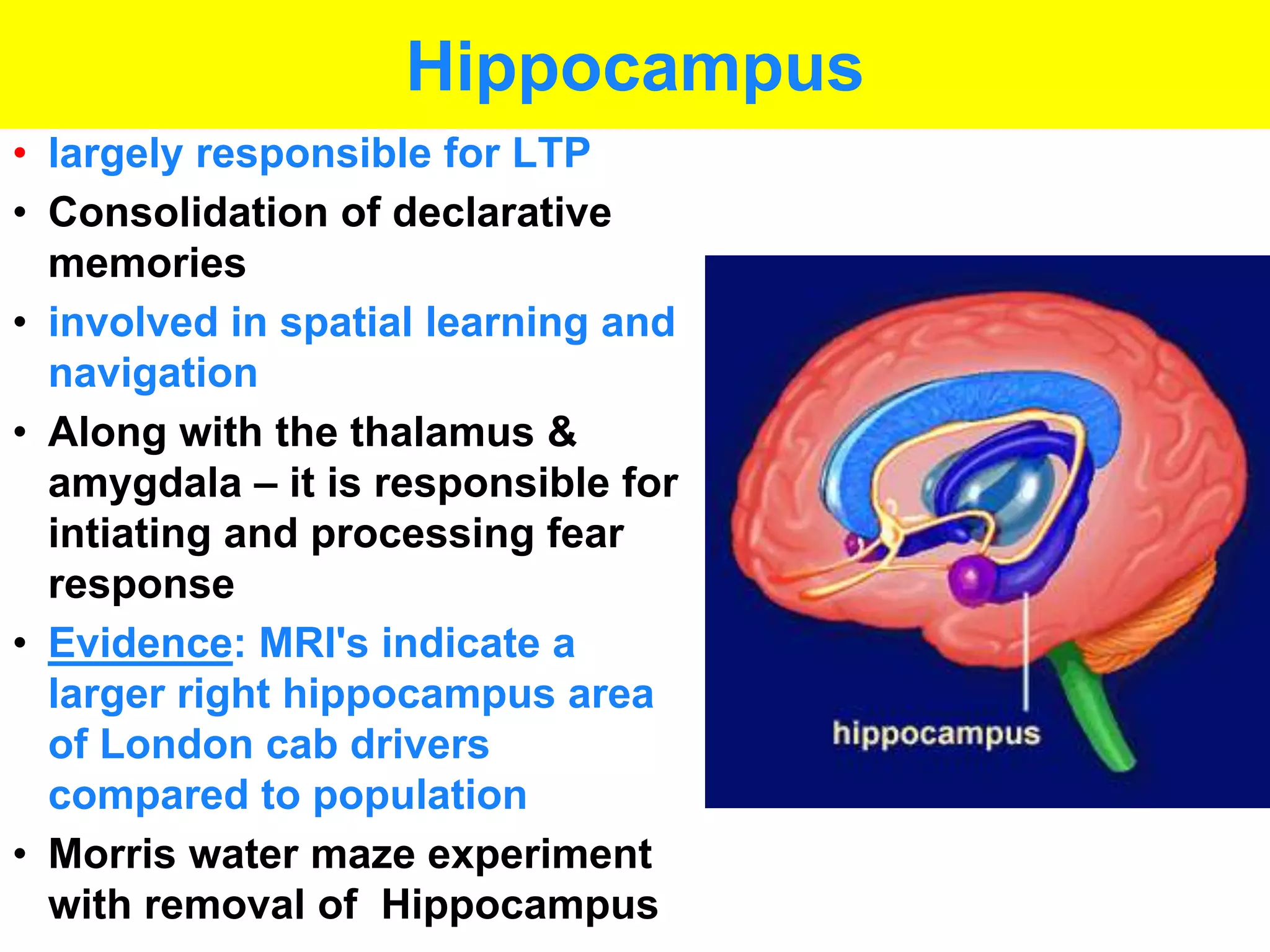VCE U4 Psychology - Brain mechanisms involved in learning | PPTX