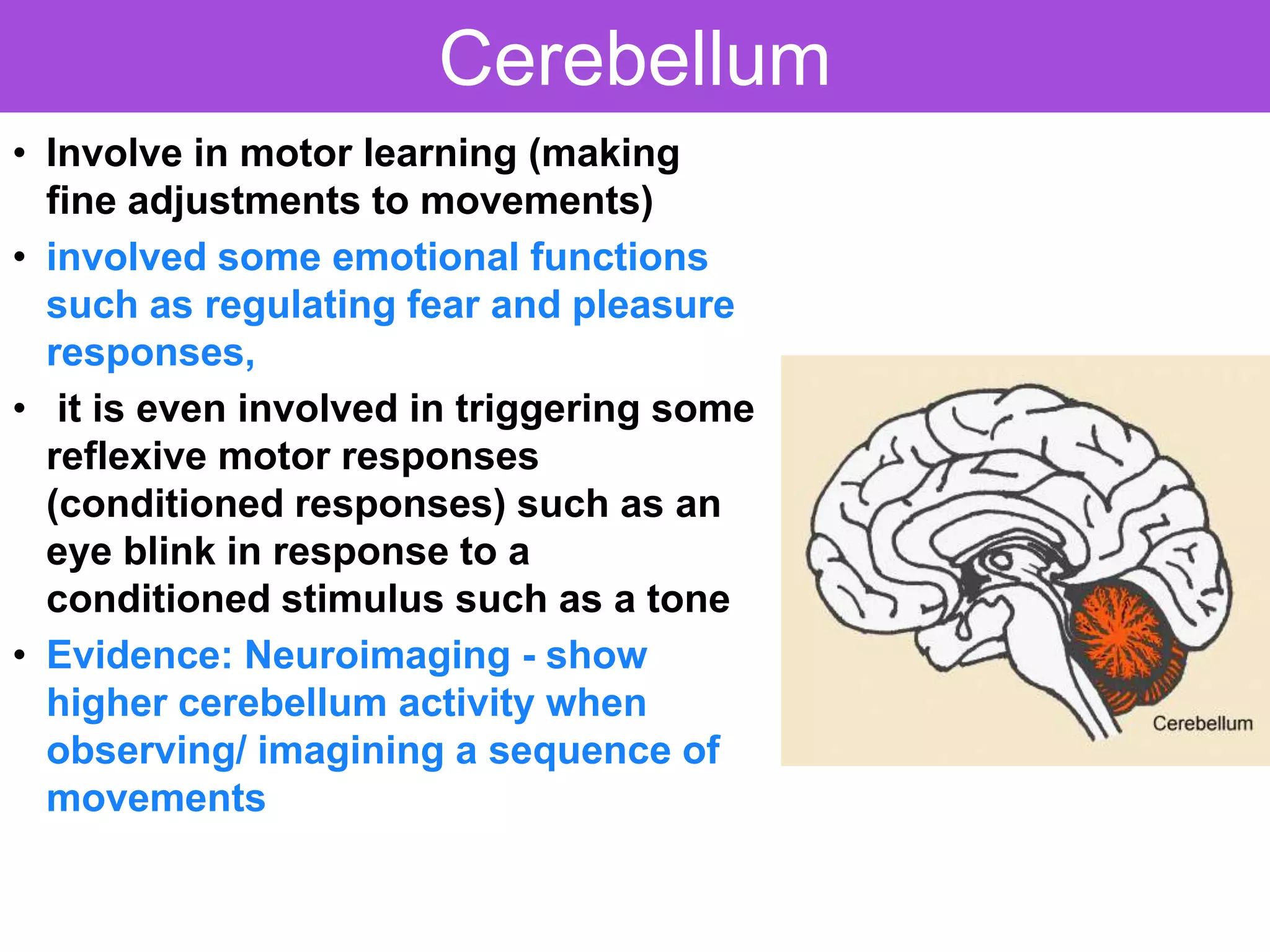 VCE U4 Psychology - Brain mechanisms involved in learning | PPTX
