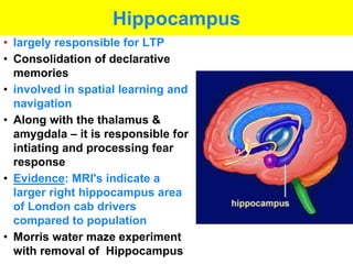 VCE U4 Psychology - Brain mechanisms involved in learning | PPTX