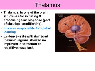 VCE U4 Psychology - Brain mechanisms involved in learning | PPTX