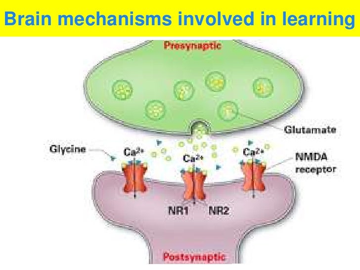 Vce U4 Psychology Brain Mechanisms Involved In Learning
