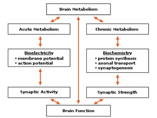 brain metabolism.ppt neurology, medicine | PPT