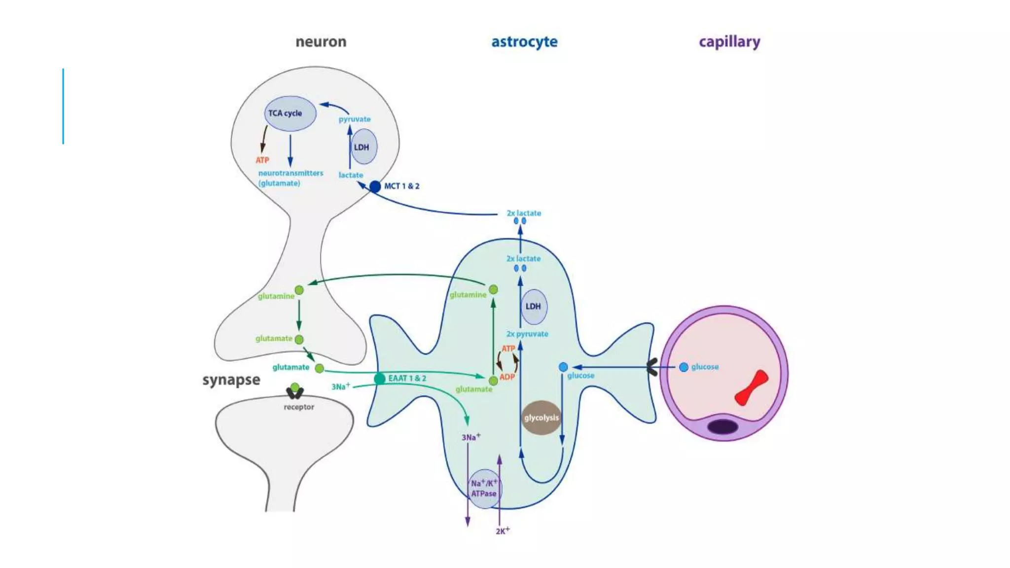 Brain metabolism ppt | PPTX