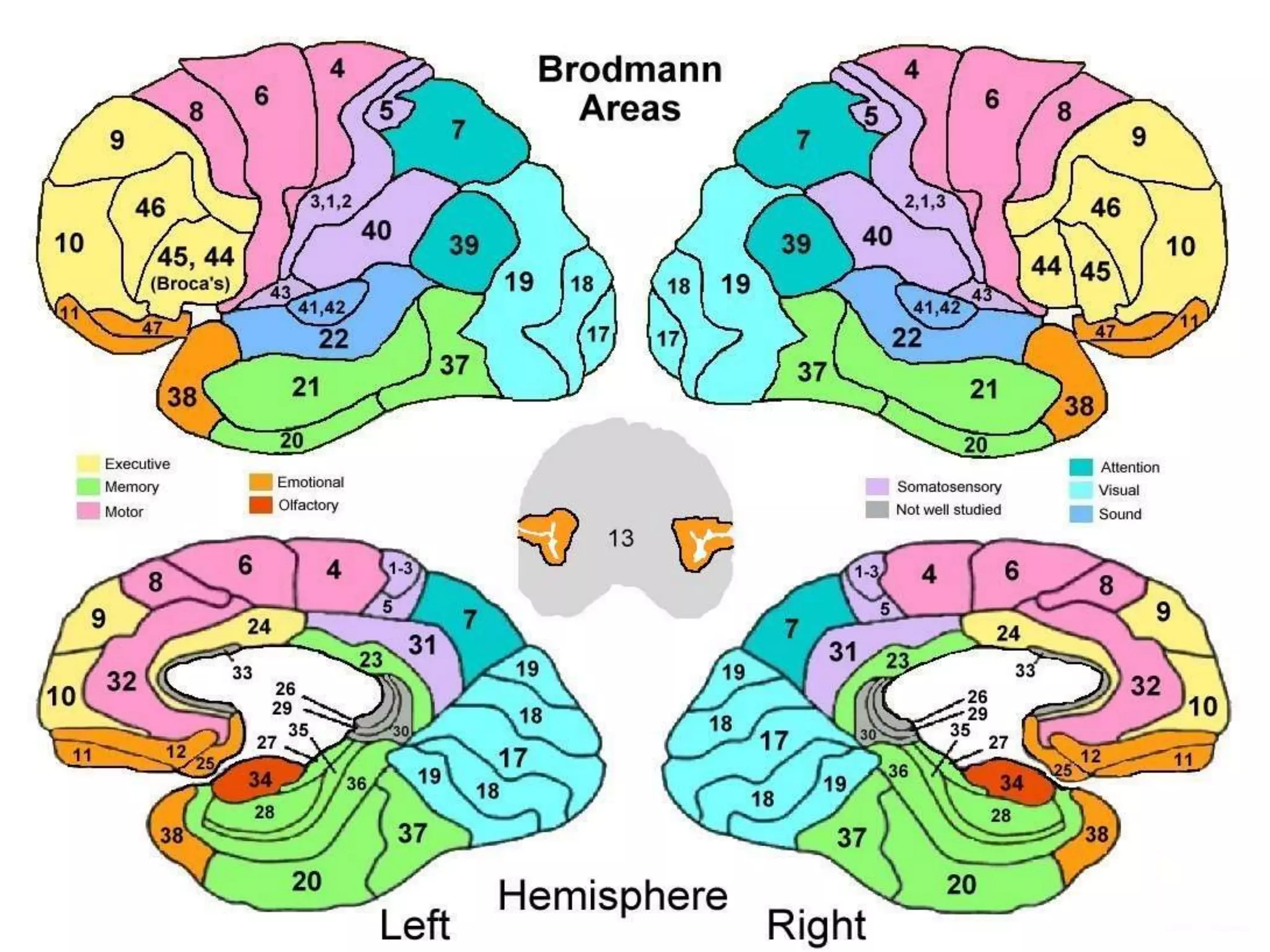 Brain models of the mind | PPTX