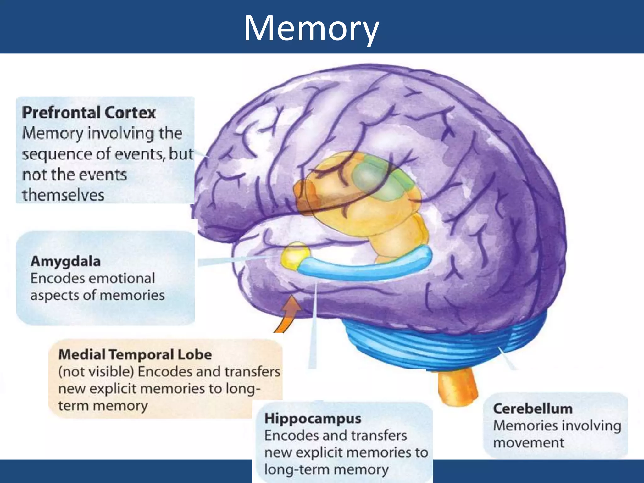 Brain models of the mind | PPTX
