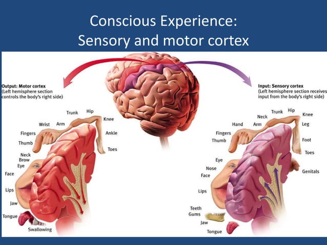 Brain models of the mind | PPT