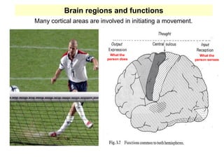 Brain Motion and Emotion | PDF