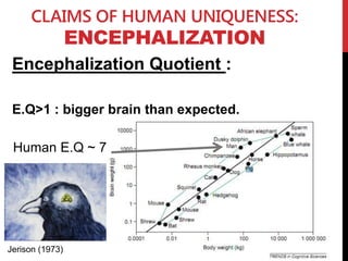 Brain myths popular science presentation לחוג הירושלמי | PPTX