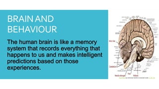 brain n behaviour.pptx