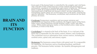 brain n behaviour.pptx