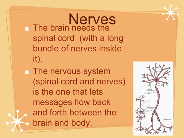 Brain & Nervous System, by Alicia | PPSX | Brain and Nervous System Disorders | Diseases and ...