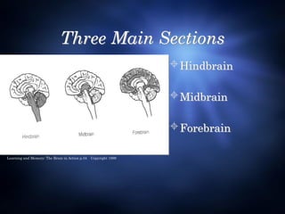 brain new and itfunction and.........pptx