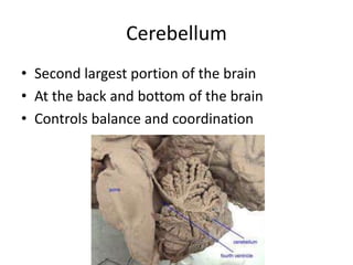Brain notes projects | PPTX