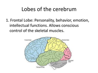 Brain notes projects | PPT