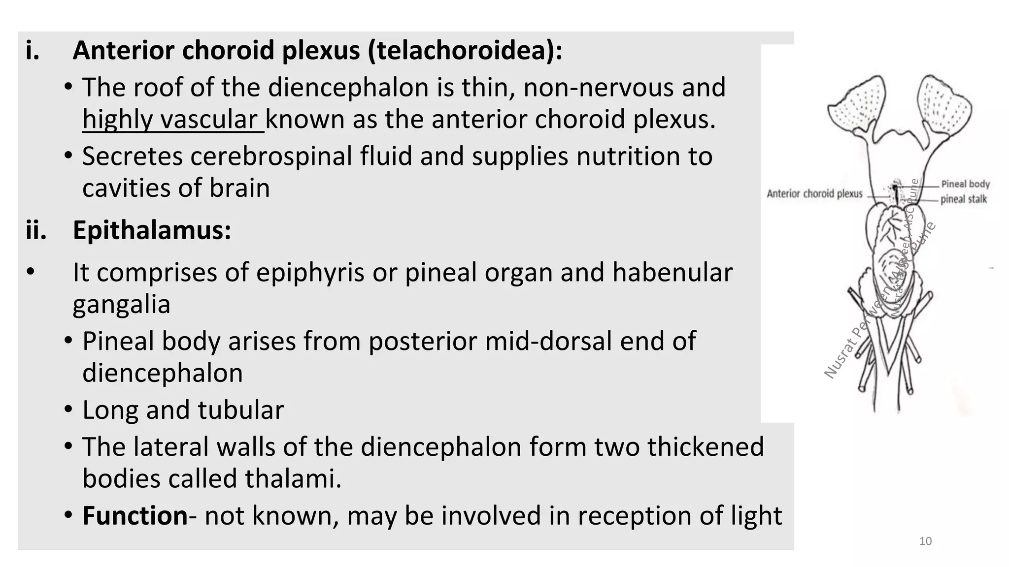 Brain of scoliodon | PPTX