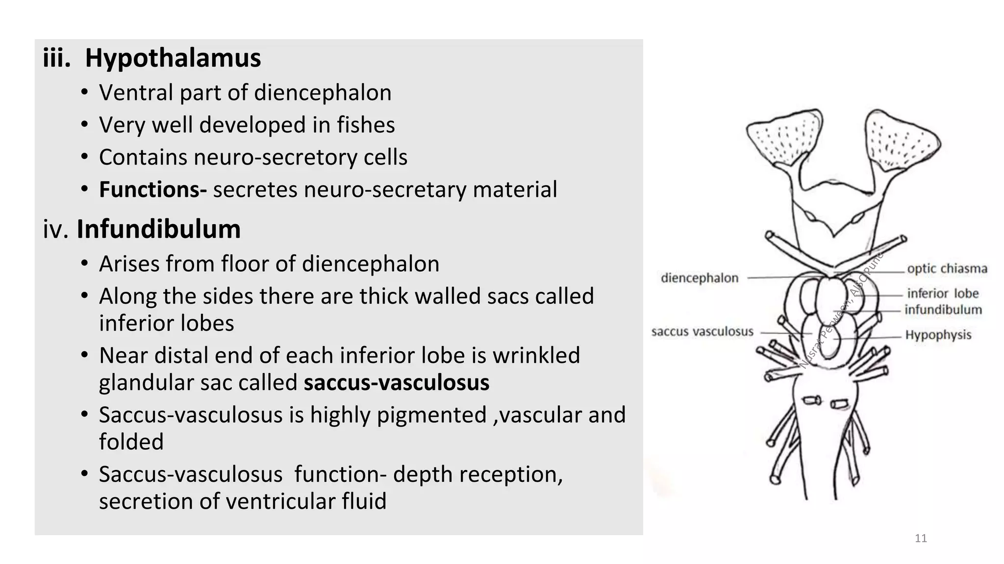 Brain of scoliodon | PPTX
