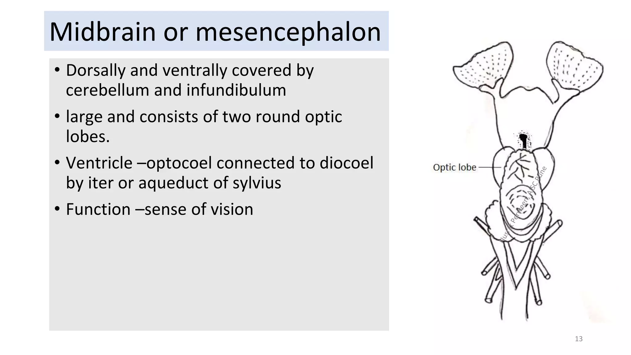 Brain of scoliodon | PPTX