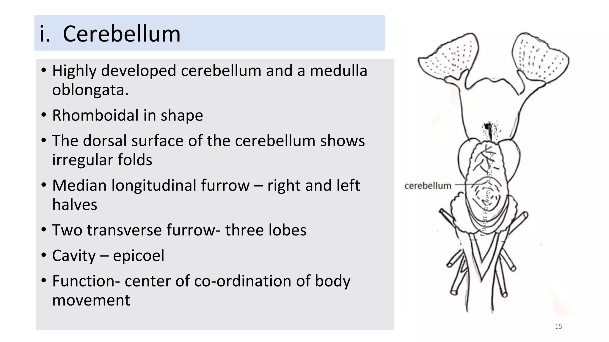 Brain of scoliodon | PPTX