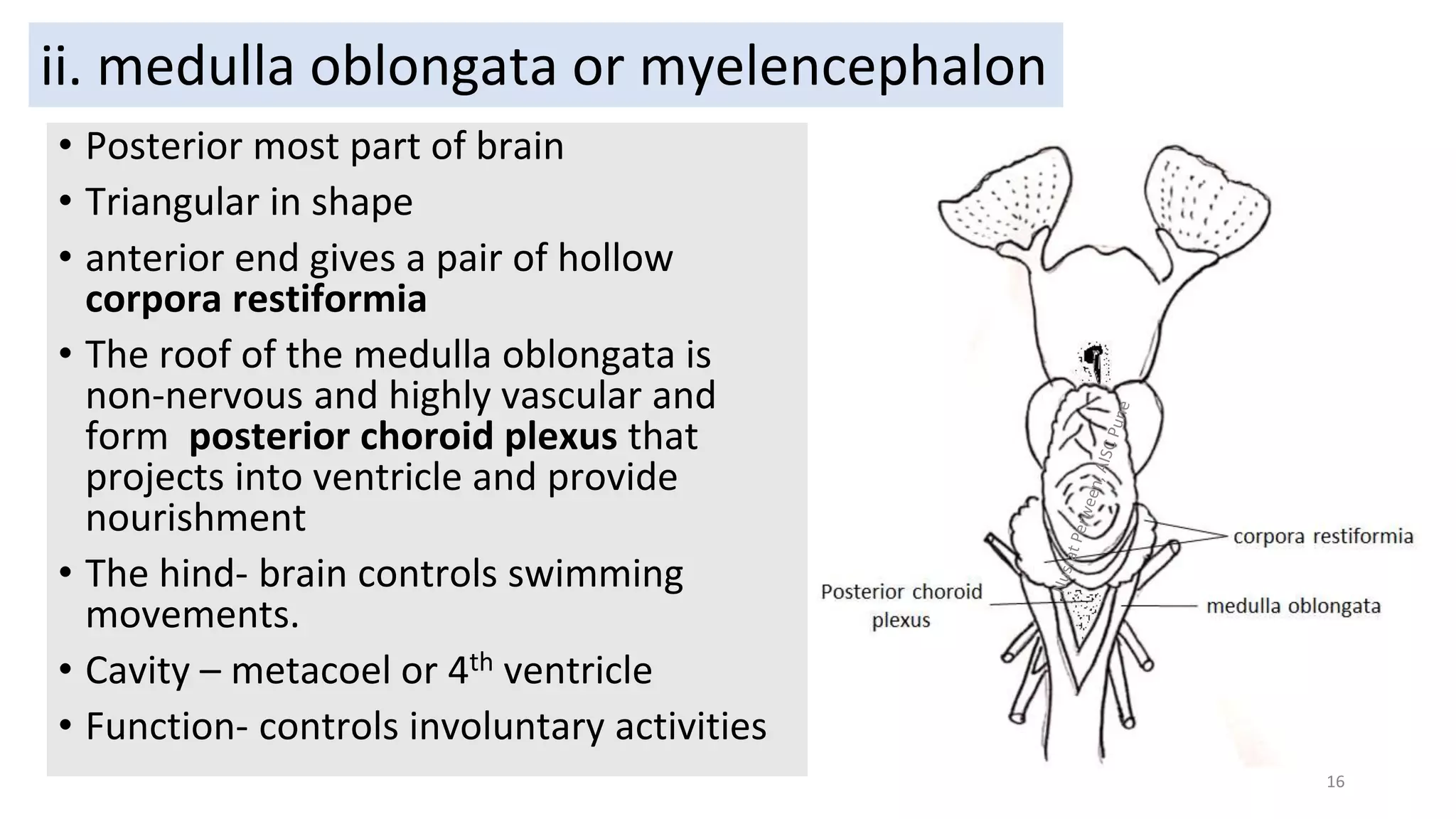 Brain of scoliodon | PPTX