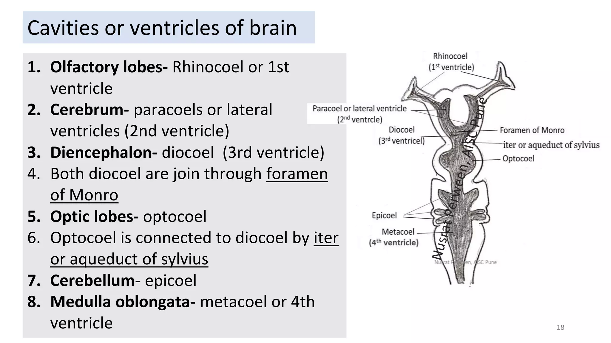 Brain of scoliodon | PPTX