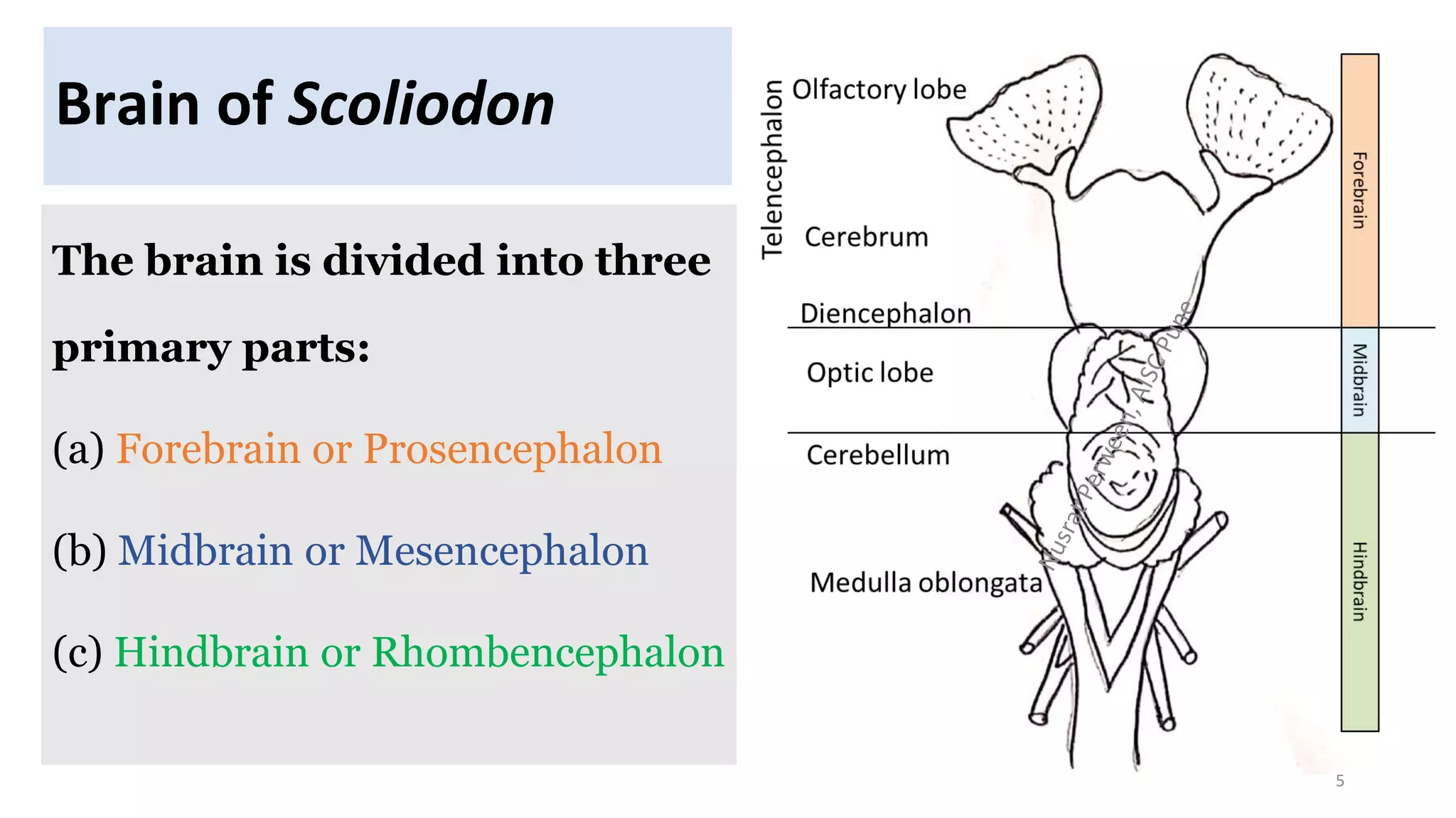 Brain of scoliodon | PPTX