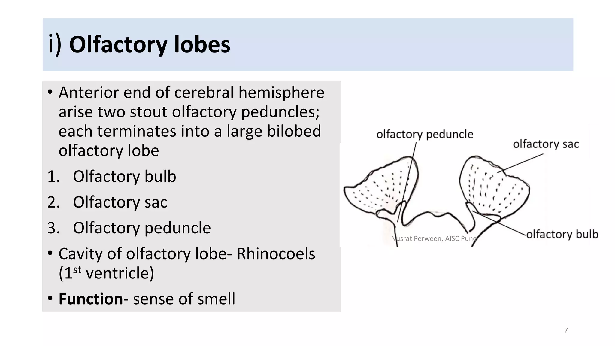Brain of scoliodon | PPTX