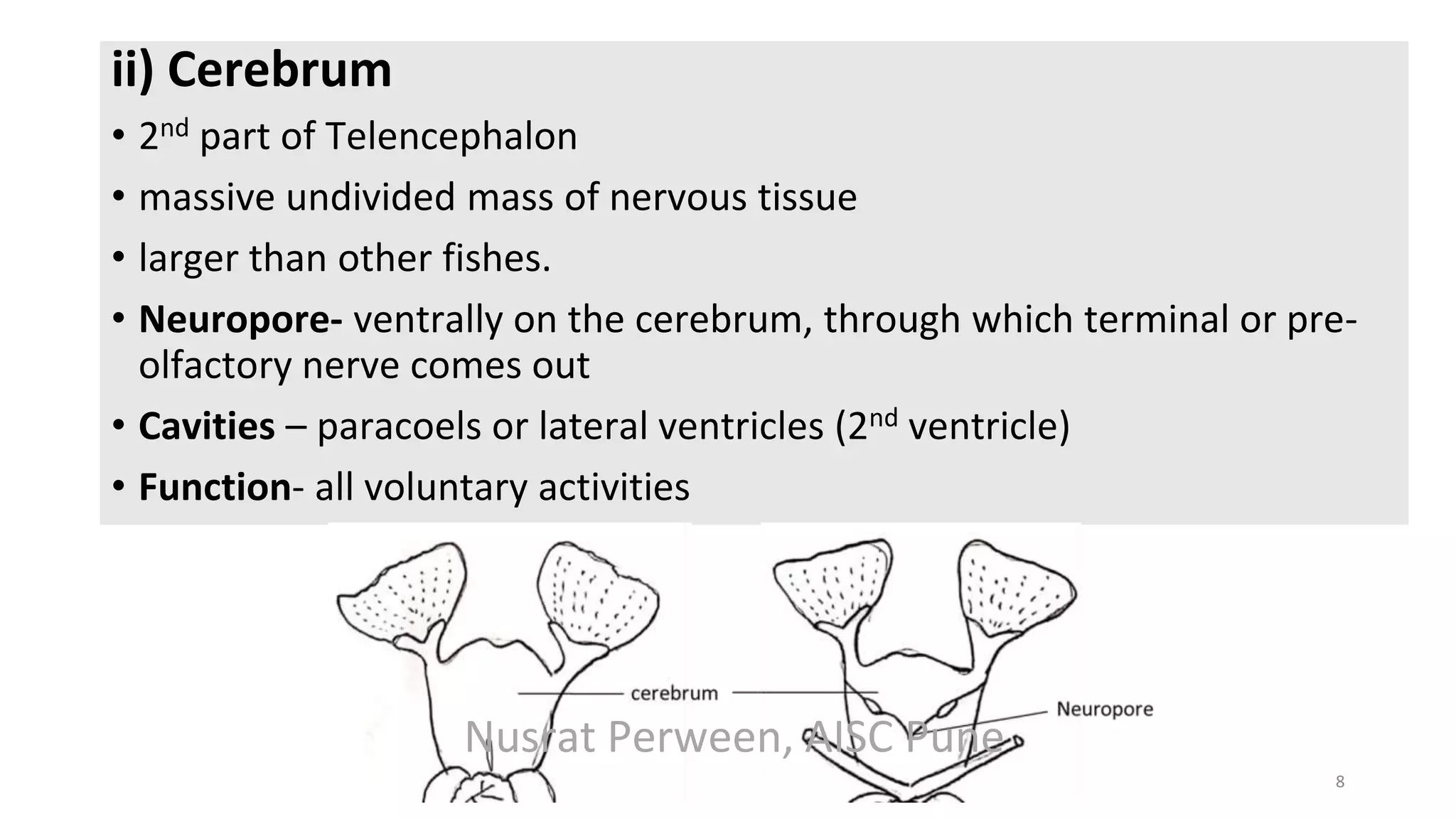 Brain of scoliodon | PPTX