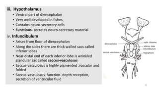 Brain of scoliodon | PPTX