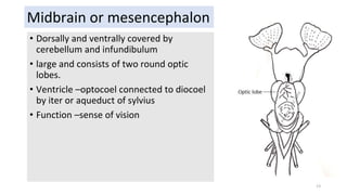 Brain of scoliodon | PPTX