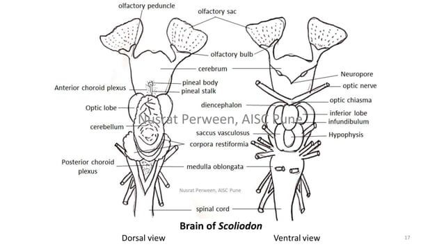 Brain of scoliodon | PPTX
