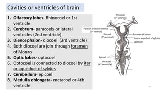 Brain of scoliodon | PPTX