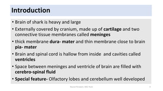 Brain of scoliodon | PPTX